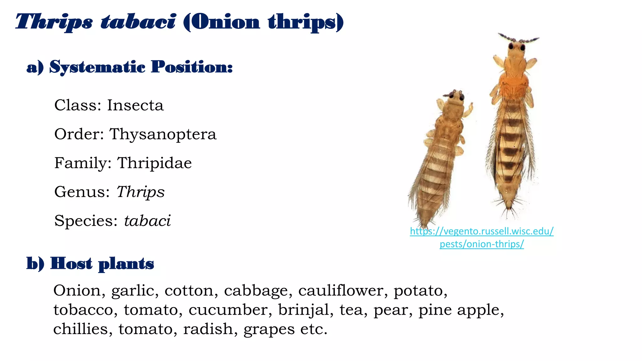 Pest of onion | PDF