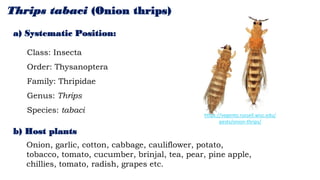 Pest of onion | PDF
