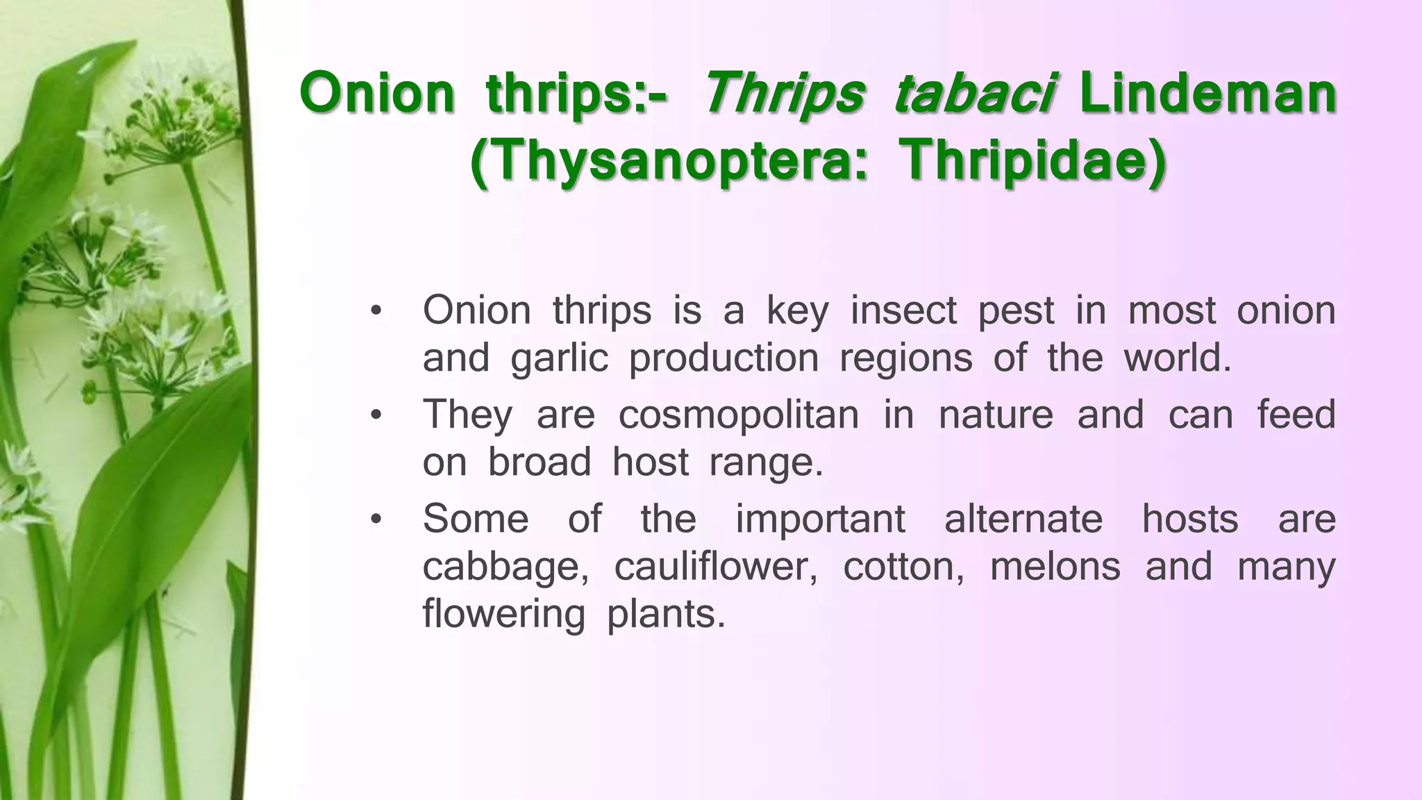 Pest of Onion & Garlic.pptx