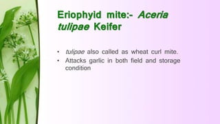 Pest of Onion & Garlic.pptx
