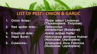 Pest of Onion & Garlic.pptx