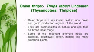 Pest of Onion & Garlic.pptx