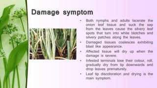 Pest of Onion & Garlic.pptx