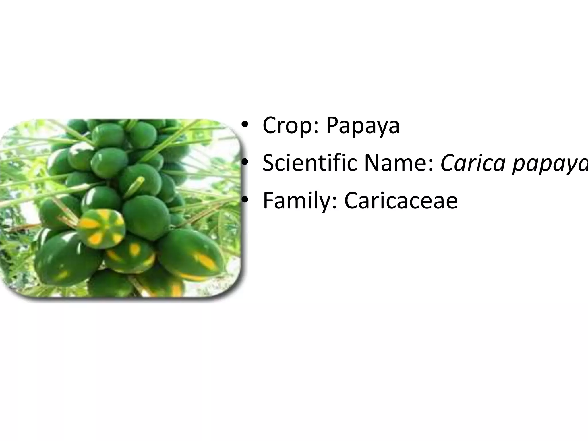 Pest of papaya | PPTX
