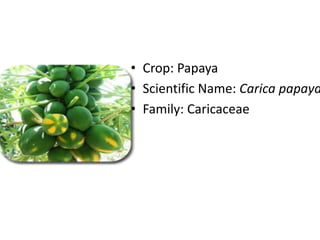 Pest of papaya | PPTX