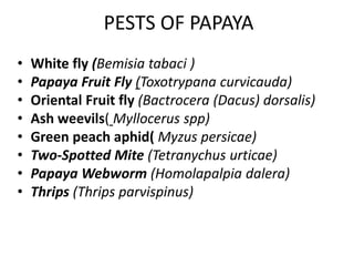 Pest of papaya | PPTX