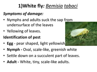 Pest of papaya | PPTX