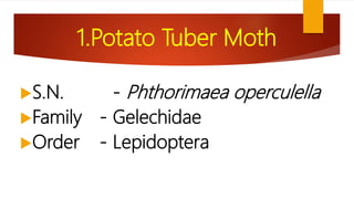 Pest of potato. | PPTX