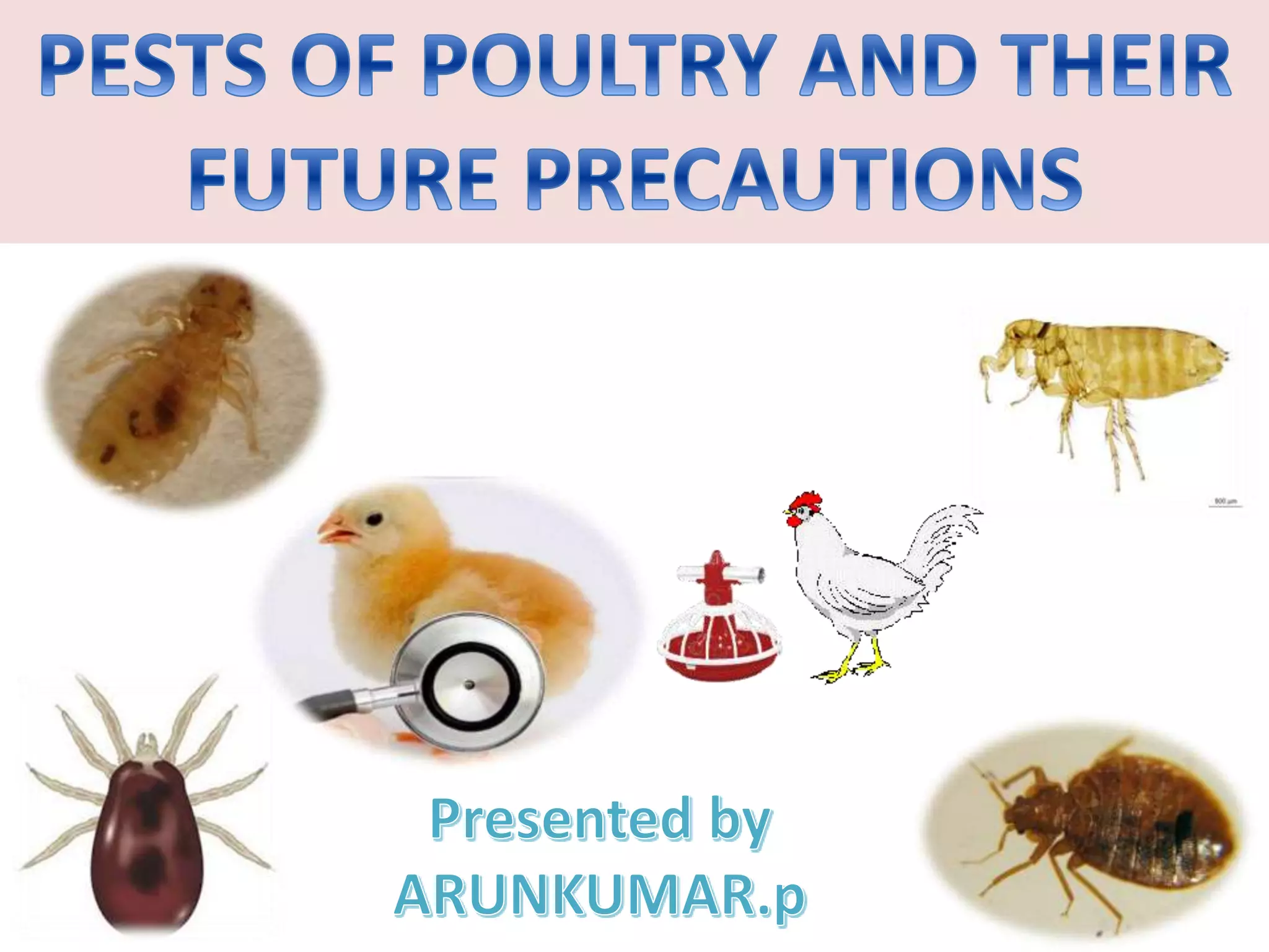 Pest of poultry and their future precautions | PPTX