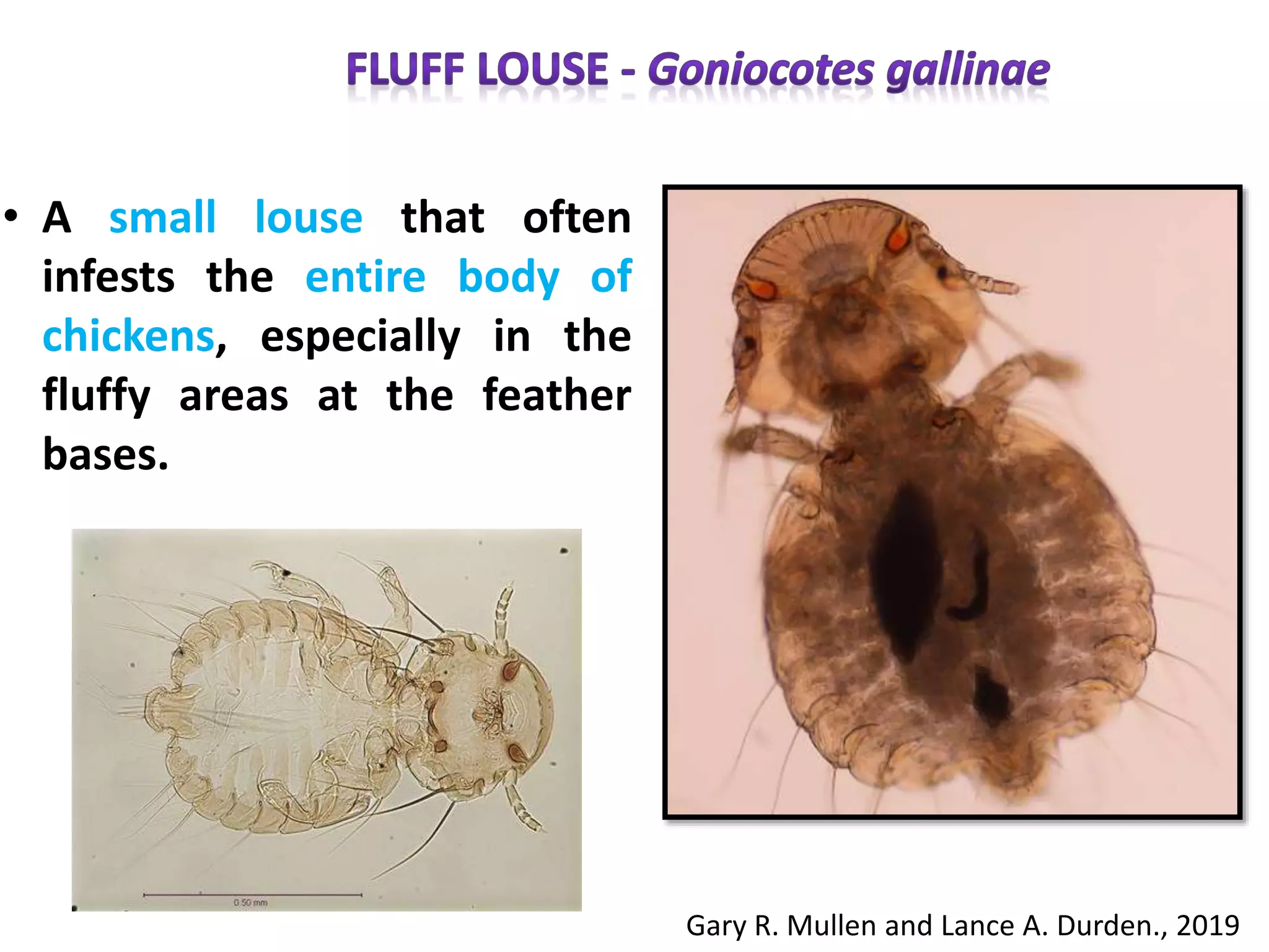 Pest of poultry and their future precautions | PPTX