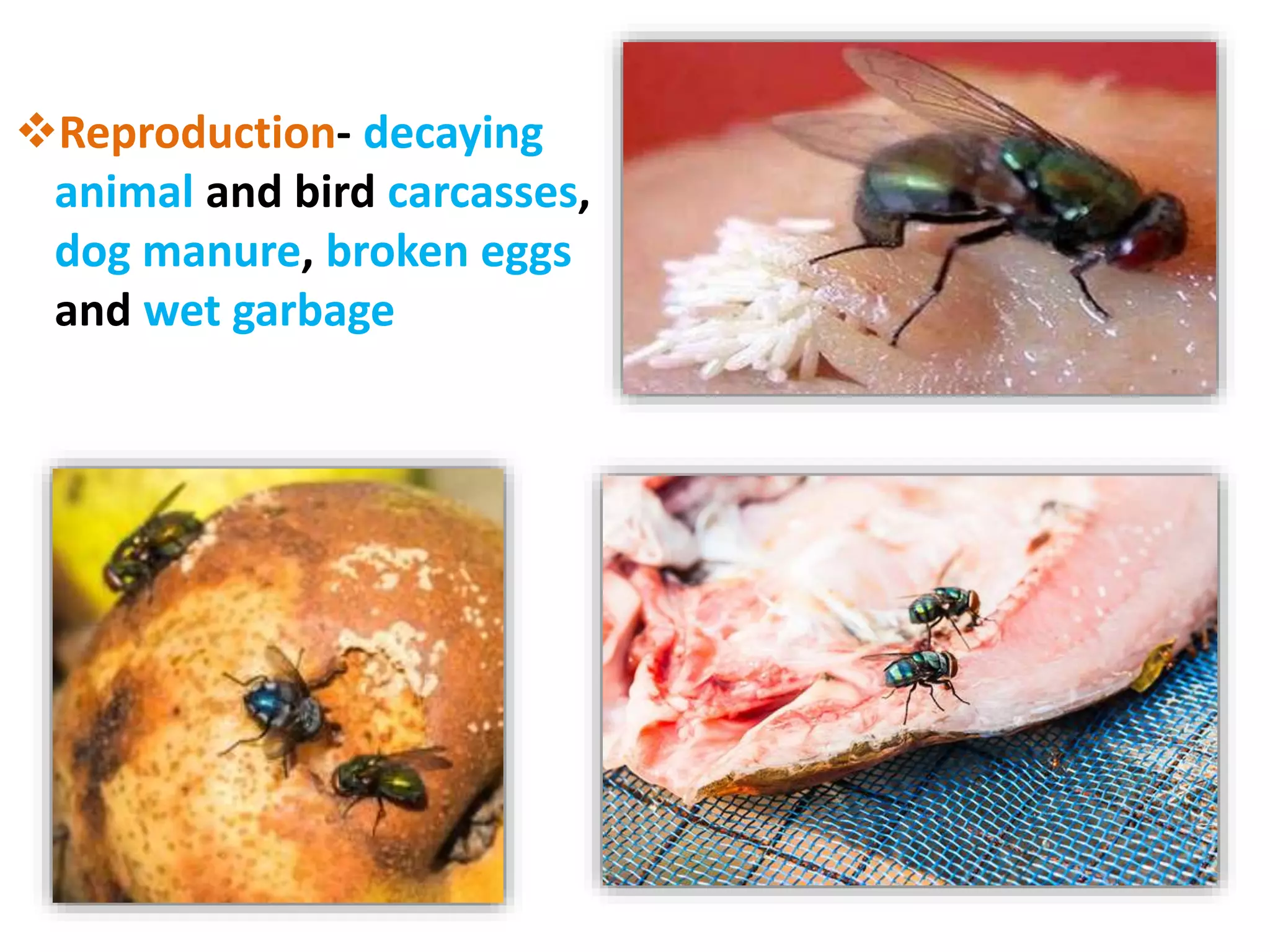 Pest of poultry and their future precautions | PPTX