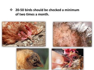 Pest of poultry and their future precautions | PPTX