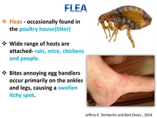Pest of poultry and their future precautions | PPTX