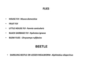 Pest of poultry and their future precautions | PPTX