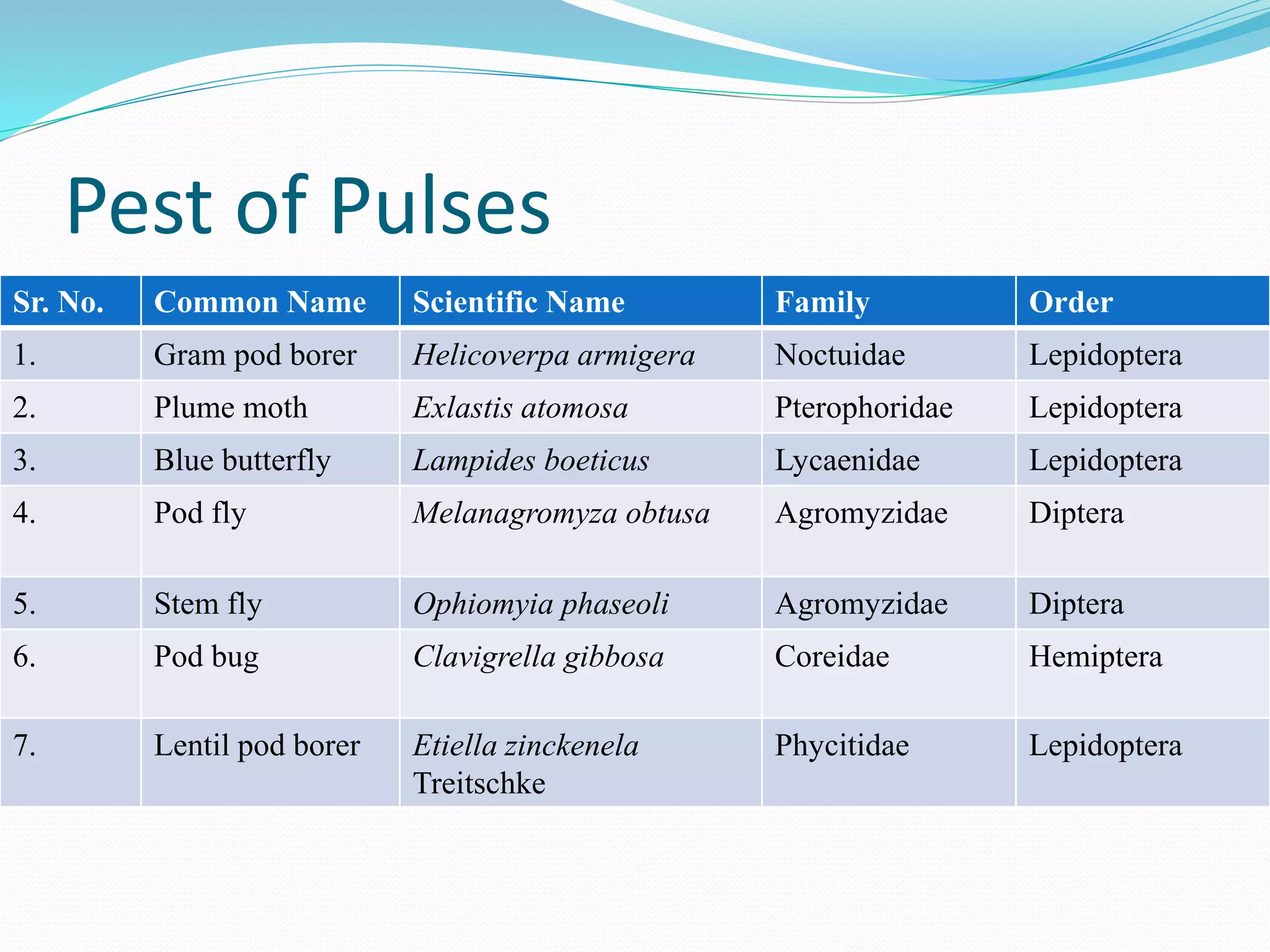 Pest of pulses | PPTX