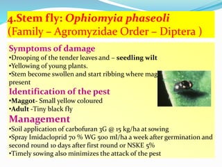 Pest of pulses | PPTX