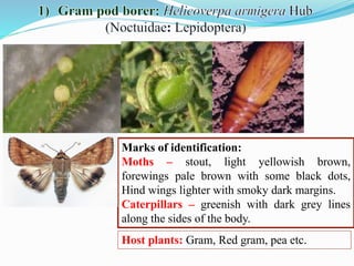 Pest of pulses | PPTX