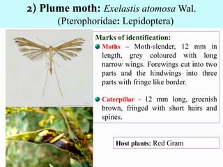 Pest of pulses | PPTX