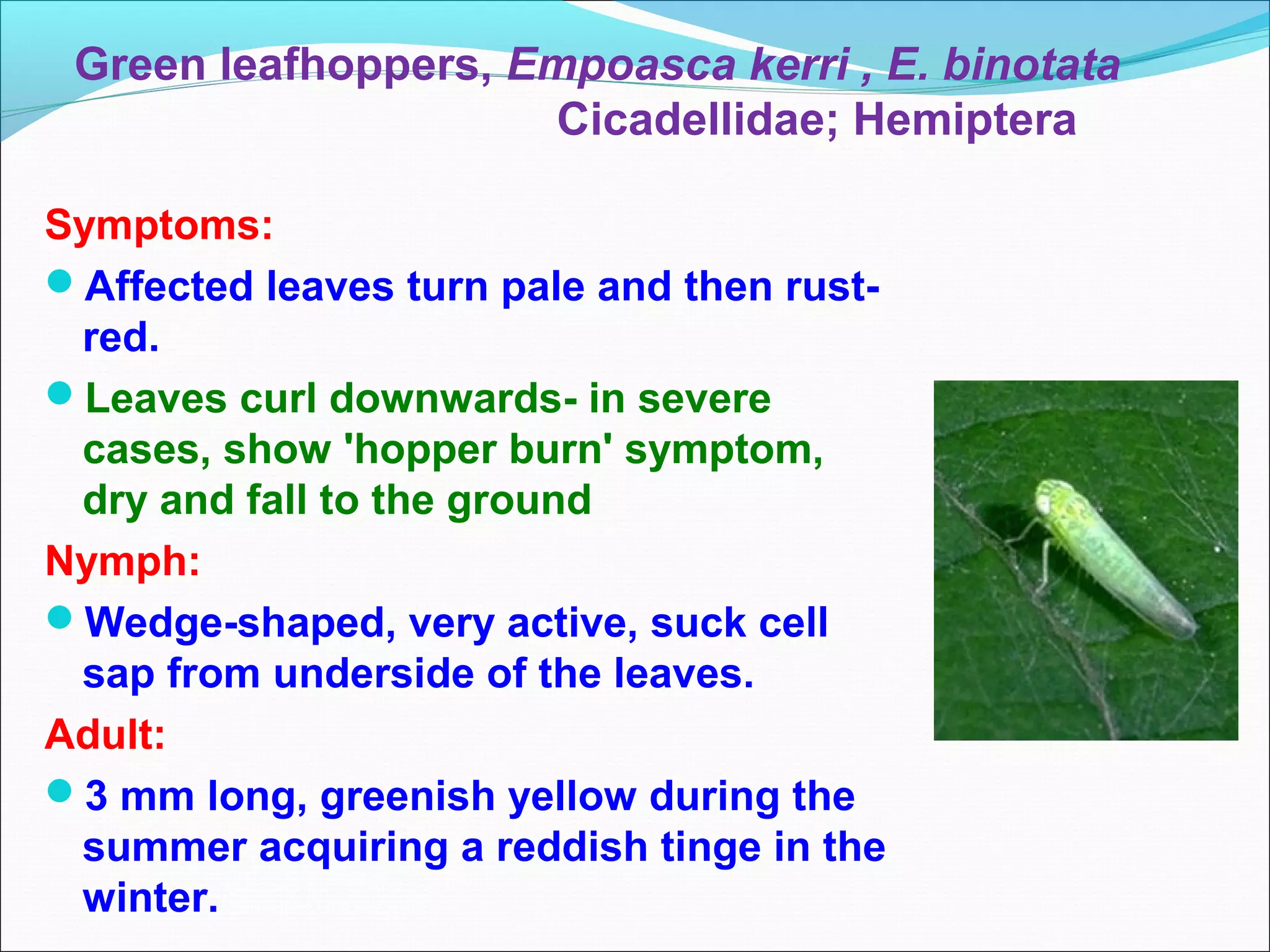 award winning ppt on Pest of pulses by nagesh | PPS