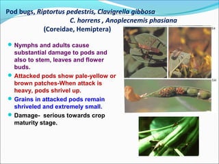 award winning ppt on Pest of pulses by nagesh | PPS | Beekeeping ...