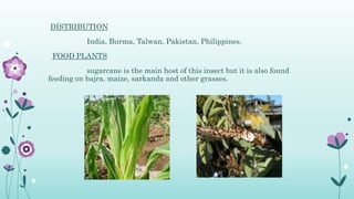 Pest of rice & Pest of Sugarcane | PPTX