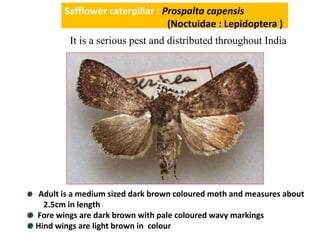 Pest of saf, sesa, must | PPTX