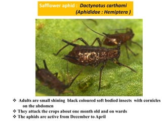 Pest of saf, sesa, must | PPTX