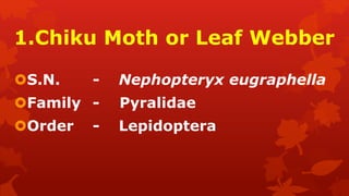 Pest of sapota. | PPTX