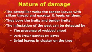 Pest of sapota. | PPTX