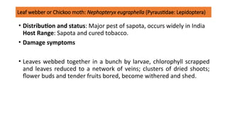 Pest of Sapota, chikoomoth, management measures | PPTX