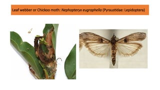 Pest of Sapota, chikoomoth, management measures | PPTX