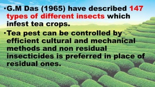 Pest of tea | PPTX