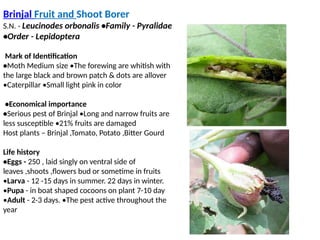 pest of brinjal and tomato and their management | PPTX