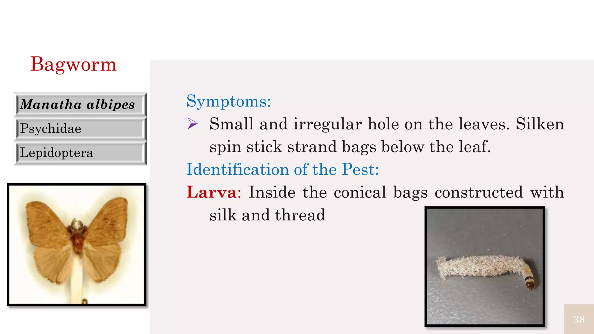pest of vetiver, citronella and lemongrass.pptx