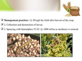 PEST OF WHEAT SORGHUM BAJRA and MINOR MILLETS.pptx