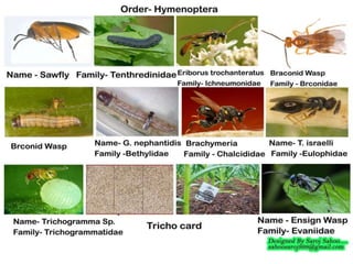 insects of different order .. | PPT