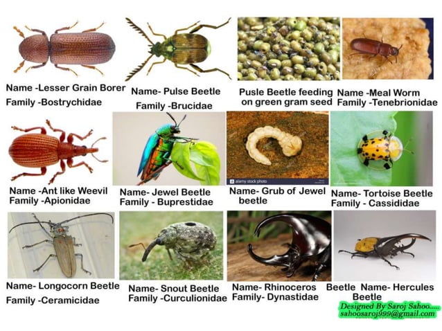 insects of different order .. | PPT