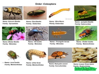insects of different order .. | PPT