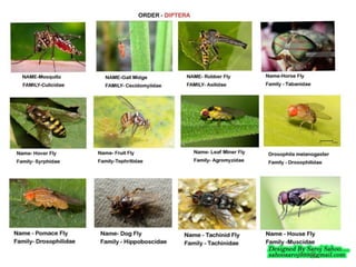 insects of different order .. | PPT