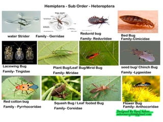 insects of different order .. | PPT
