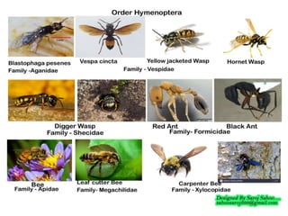 insects of different order .. | PPT
