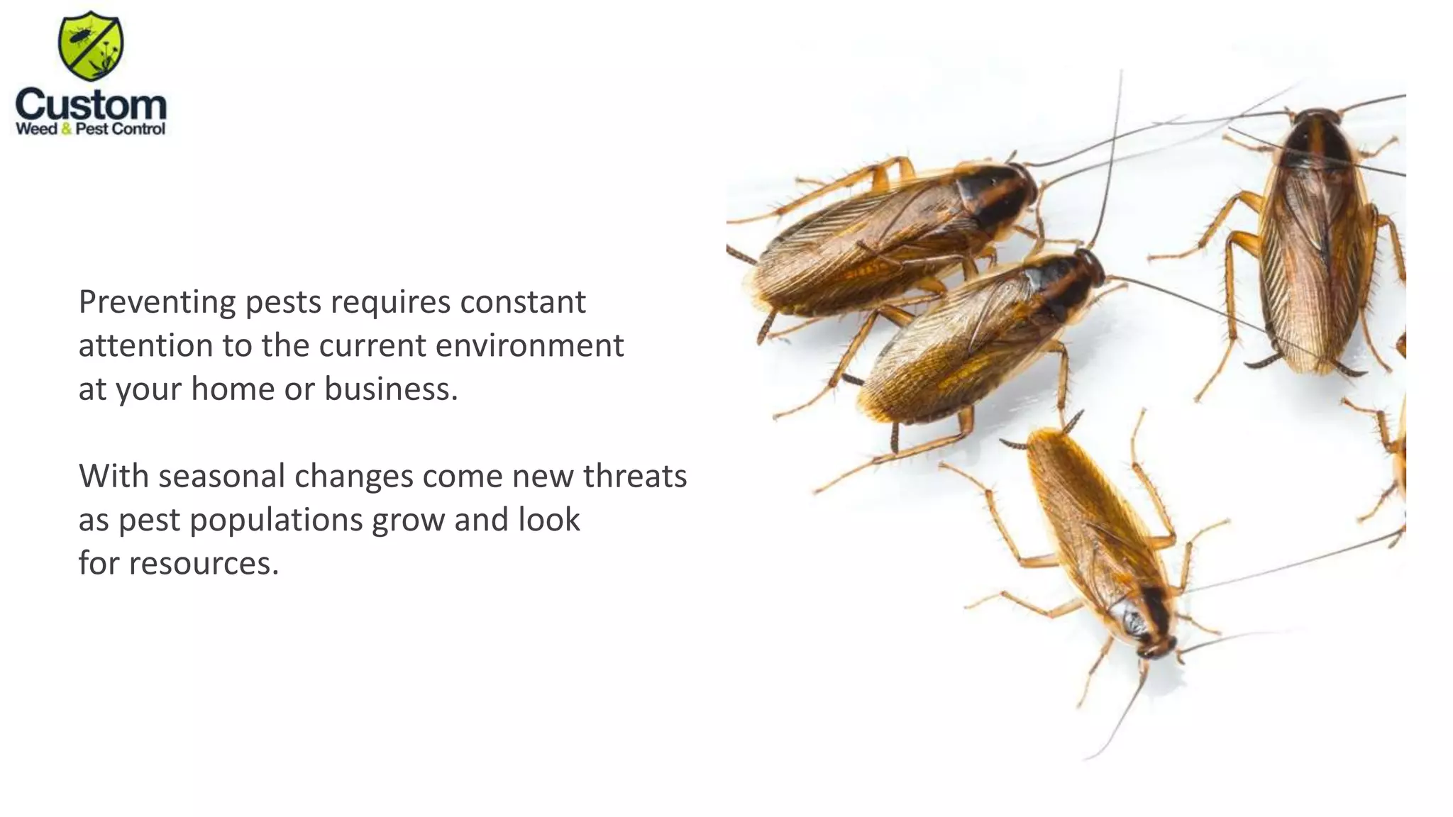 Pest Prevention - Best Practices | PPT