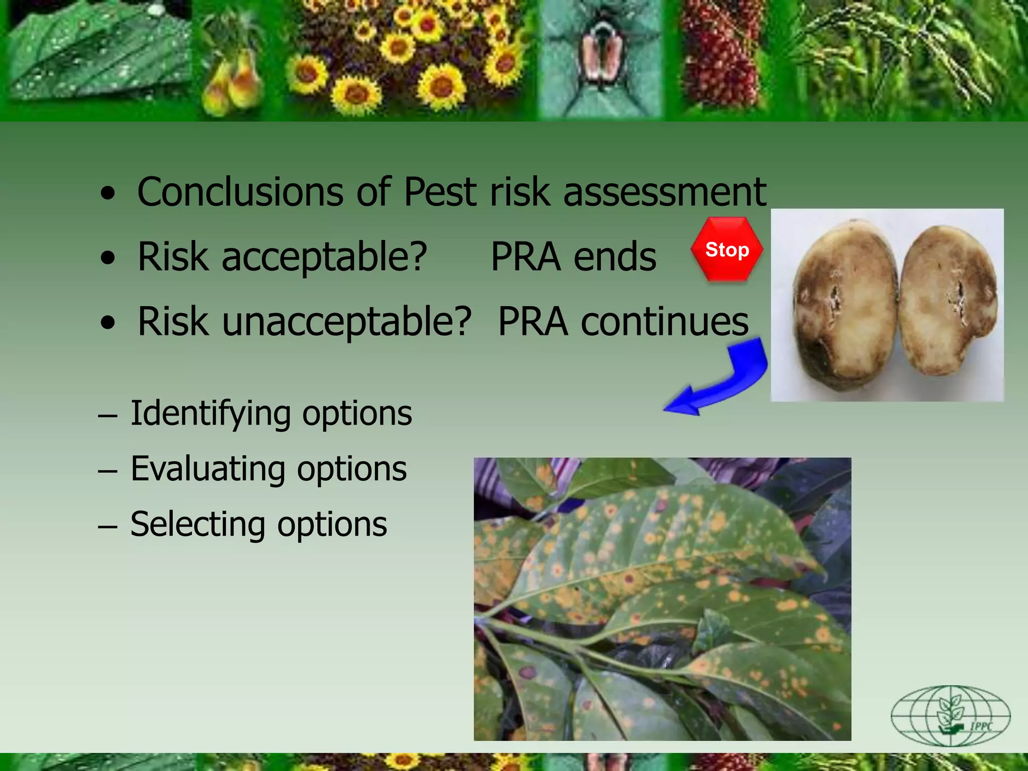Pest risk analysis | PPTX