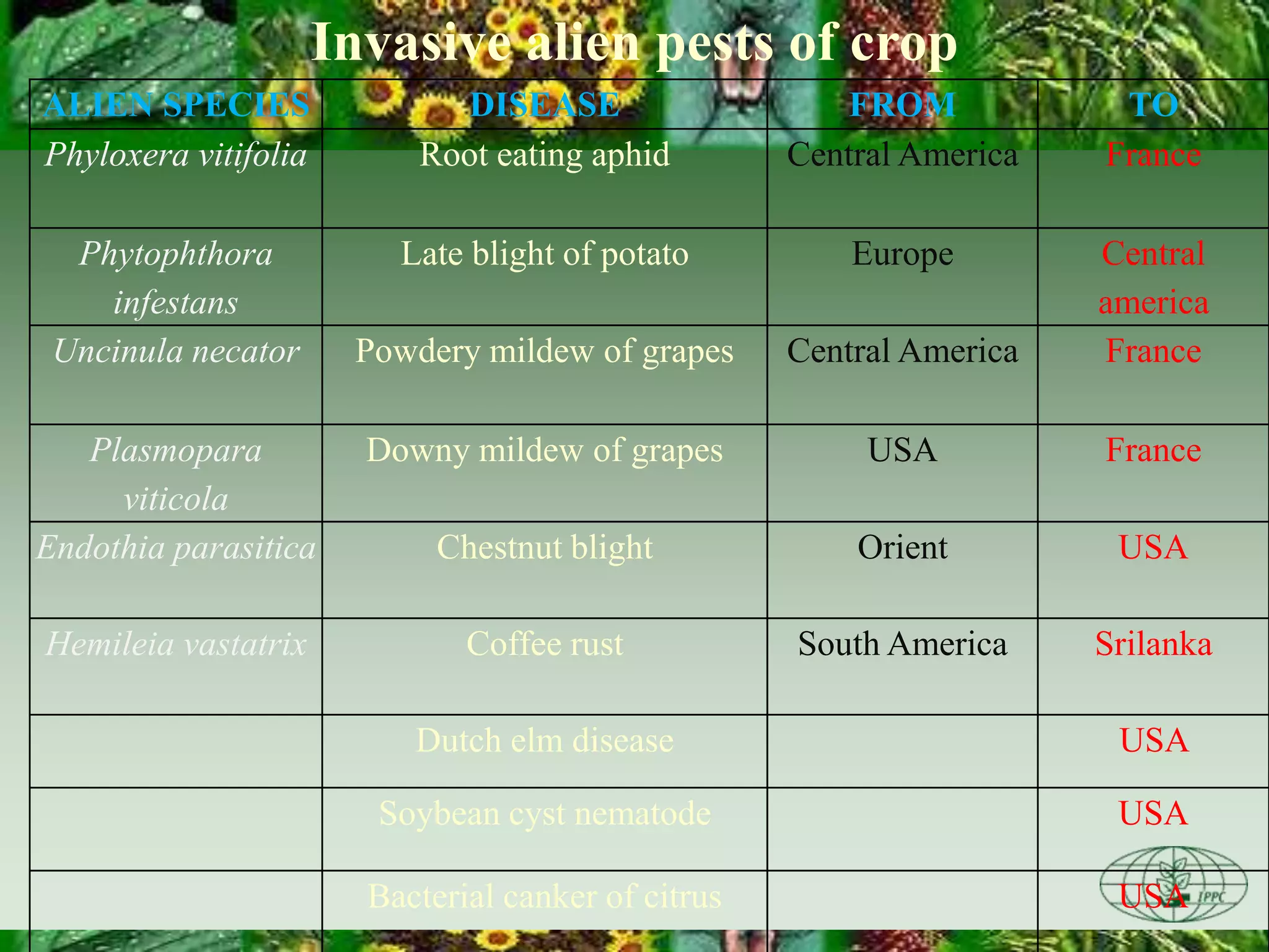 Pest risk analysis | PPTX