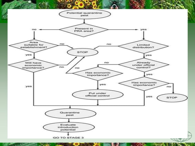 Pest risk analysis | PPTX