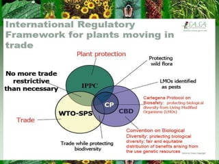 Pest risk analysis | PPTX