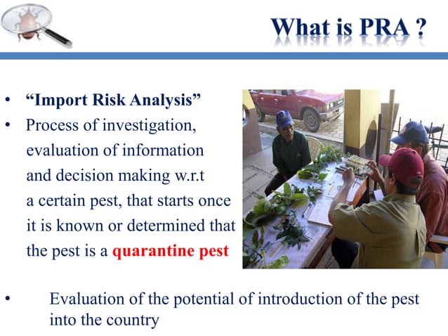 Pest risk analysis | PPTX | Gardening | Home & Garden