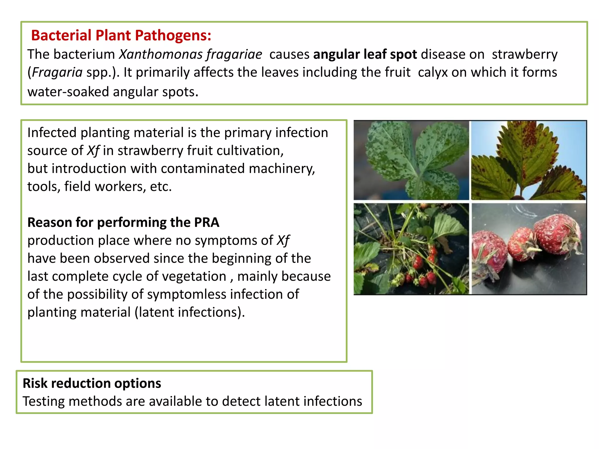 Pest risk analysis | PDF