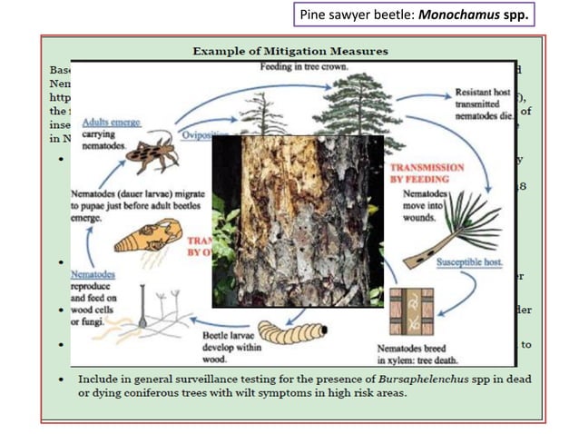 Pest risk analysis | PDF