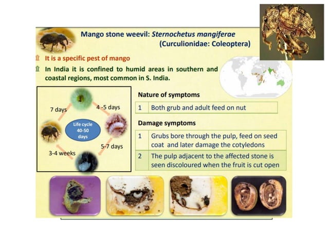 Pest risk analysis | PDF